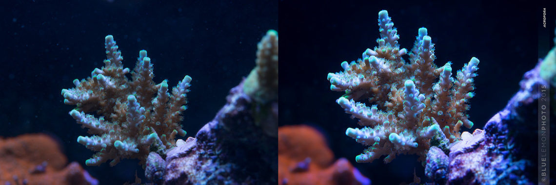 Why RAW is AWESOME and why YOU should use it.