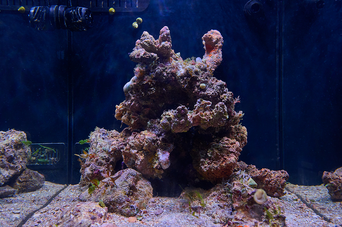 My New 60g Cade Reef Tank